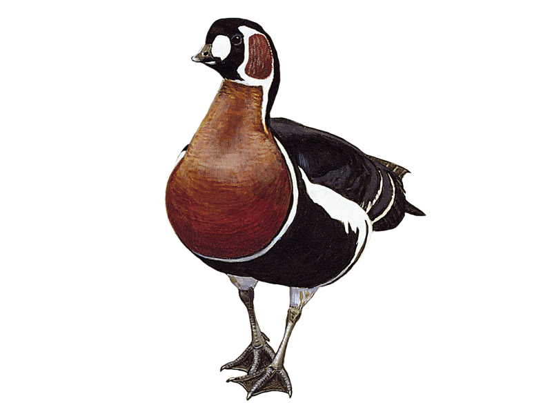 Details : Red-breasted Goose - BirdGuides
