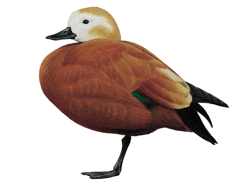 Details : Ruddy Shelduck - BirdGuides