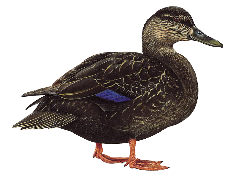 Details : American Black Duck - BirdGuides