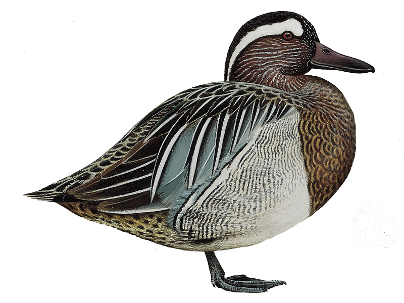 Details : Garganey - BirdGuides