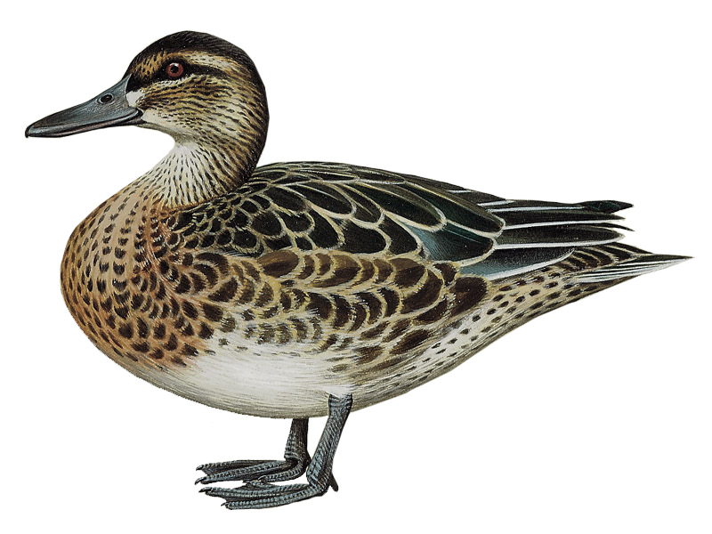 Details : Garganey - BirdGuides
