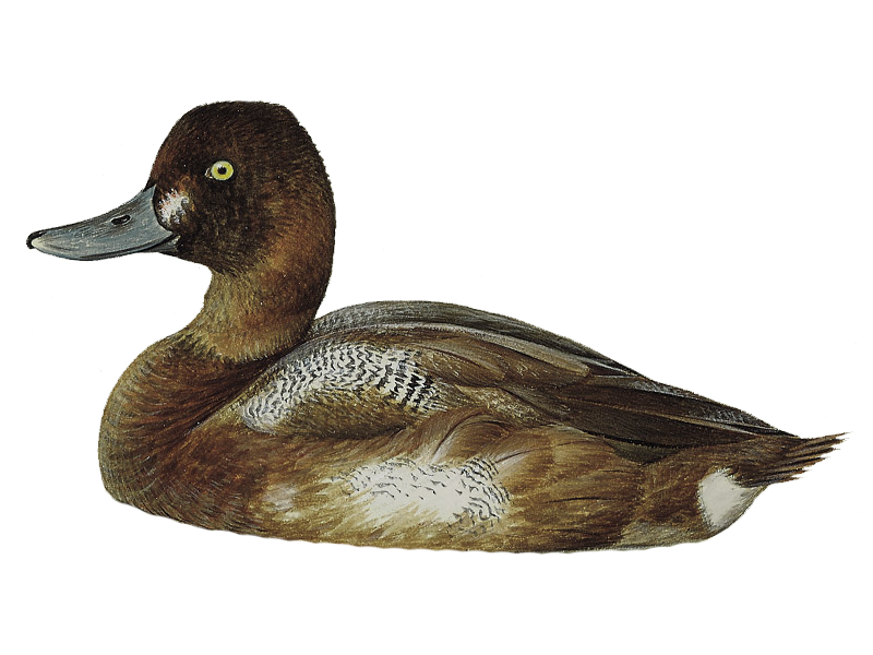 Details : Lesser Scaup - BirdGuides