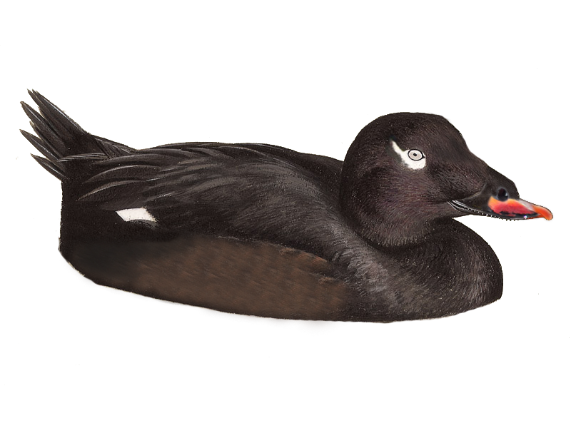 Details : White-winged Scoter - BirdGuides