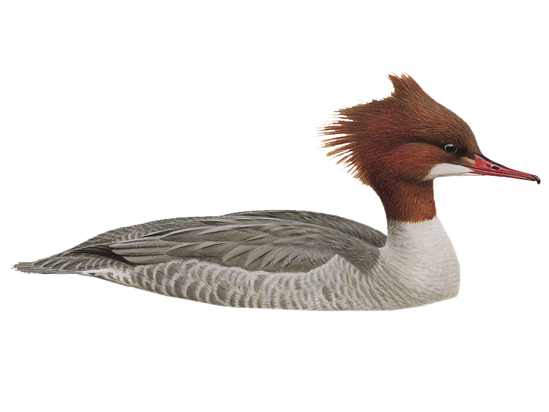 Details : Goosander - BirdGuides