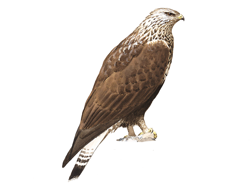 Details : Rough-legged Buzzard - BirdGuides