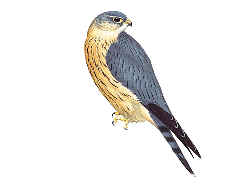 Details : Taiga Merlin - BirdGuides