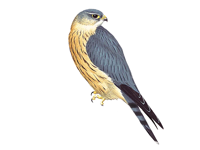 Details : Taiga Merlin - BirdGuides