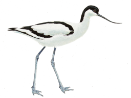 Details : Avocet - BirdGuides