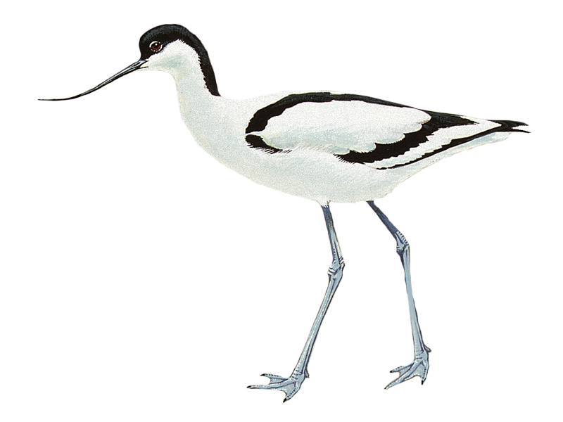 Details : Avocet - BirdGuides