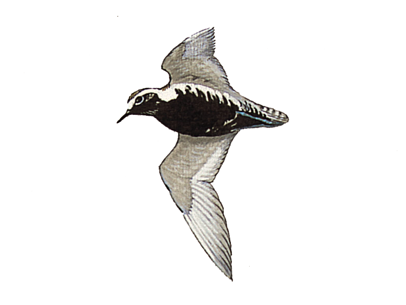 Details : Pacific Golden Plover - BirdGuides