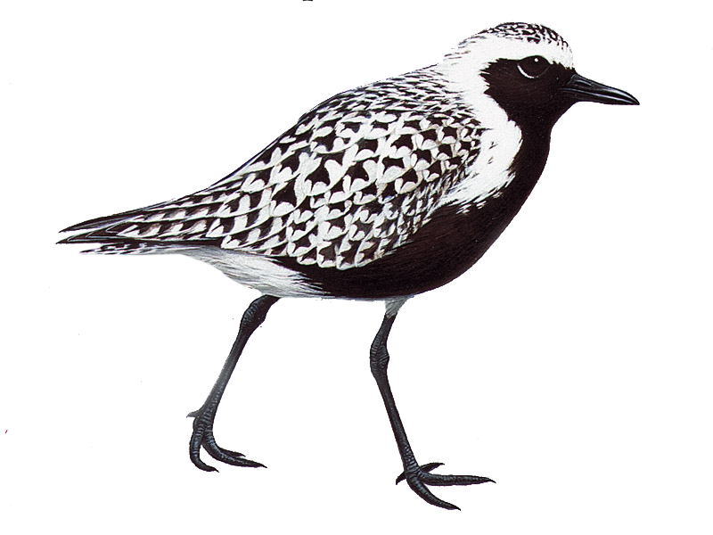Details : Grey Plover - BirdGuides