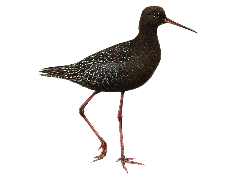 Details : Spotted Redshank - BirdGuides