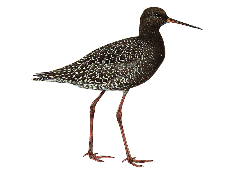 Details : Spotted Redshank - BirdGuides