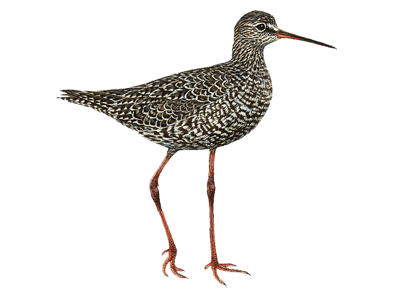 Details : Spotted Redshank - BirdGuides