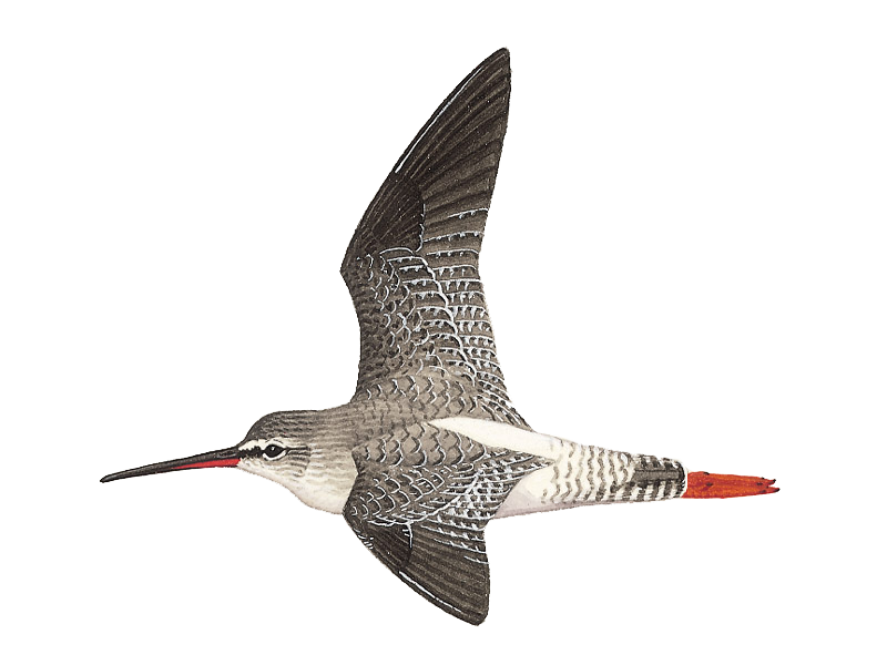 Details : Spotted Redshank - BirdGuides