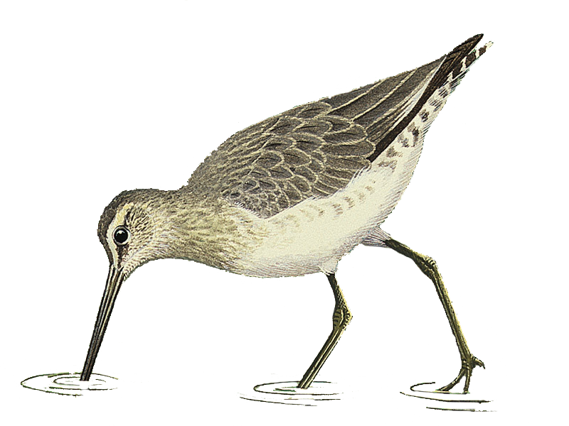 Details : Long-billed Dowitcher - BirdGuides