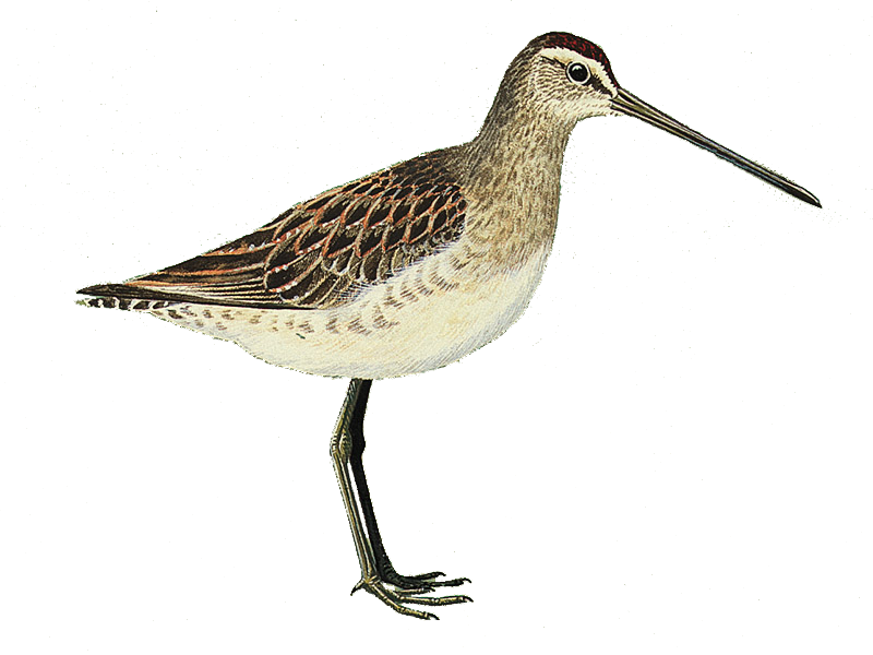 Details : Long-billed Dowitcher - BirdGuides