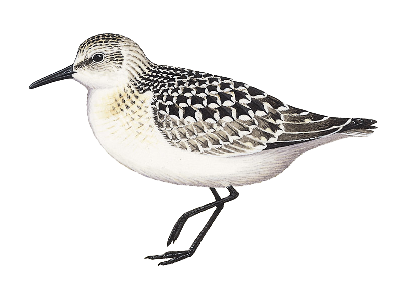 Details : Sanderling - BirdGuides