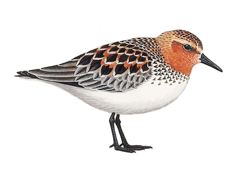 Details : Red-necked Stint - BirdGuides