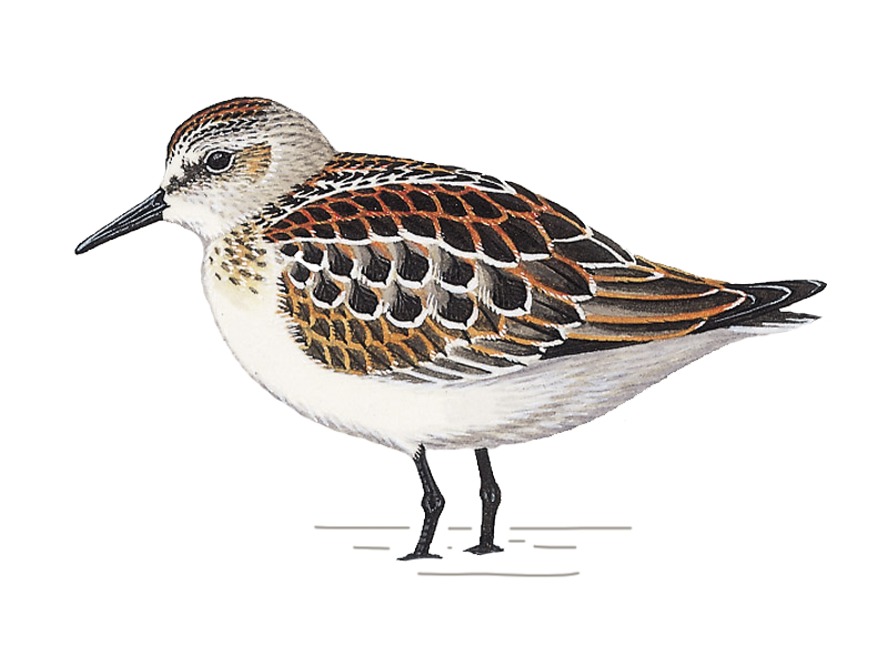 Details : Little Stint - BirdGuides