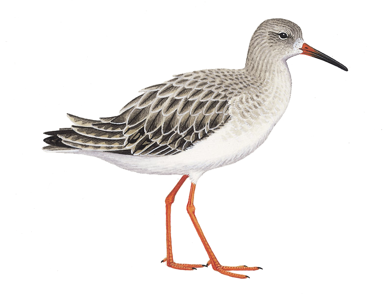 Details : Ruff - BirdGuides