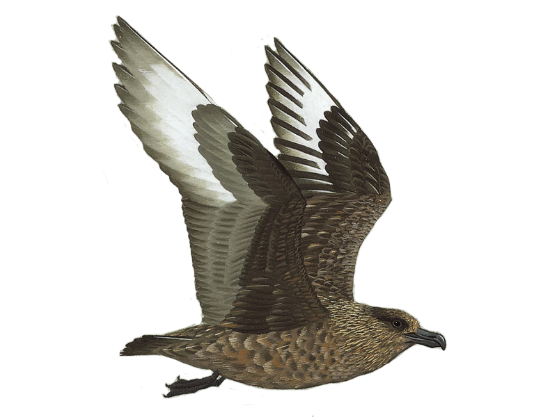 Details : Great Skua - BirdGuides