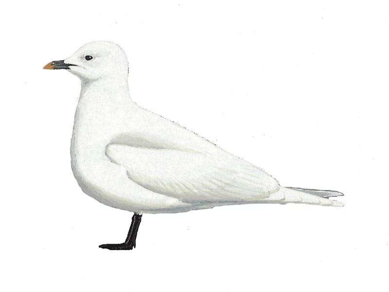 Details : Ivory Gull - BirdGuides