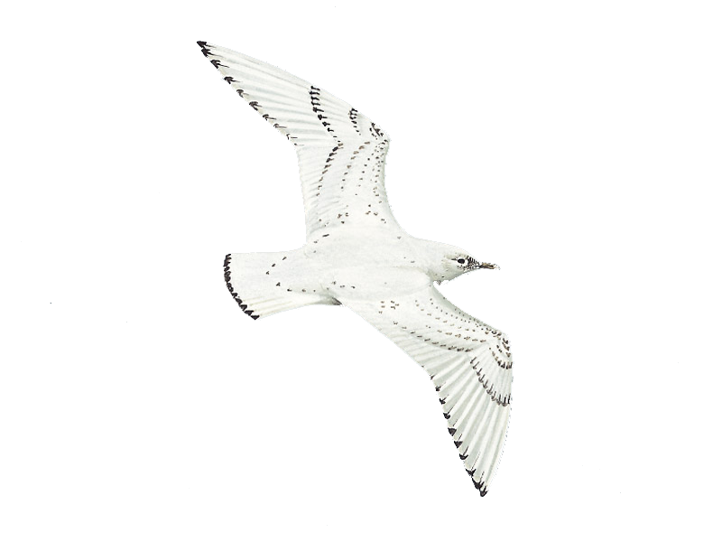 Details : Ivory Gull - BirdGuides