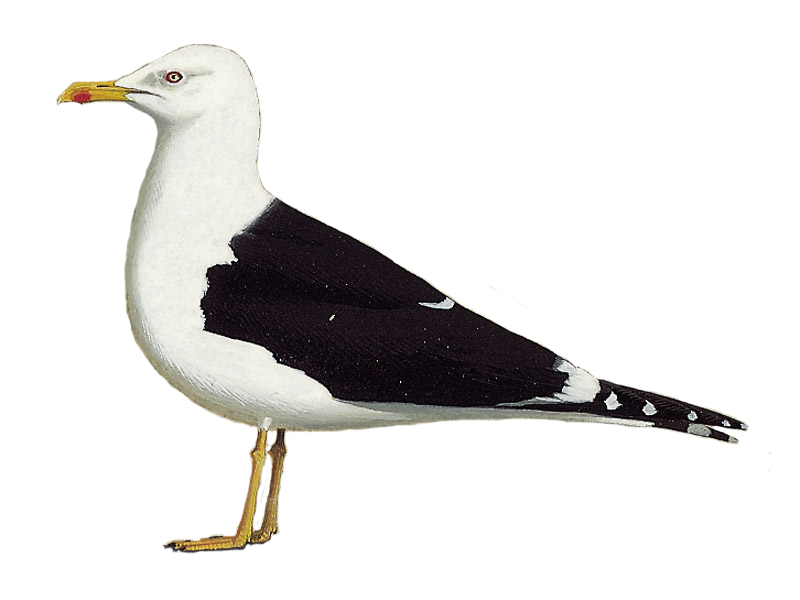 Details : Baltic Gull - BirdGuides