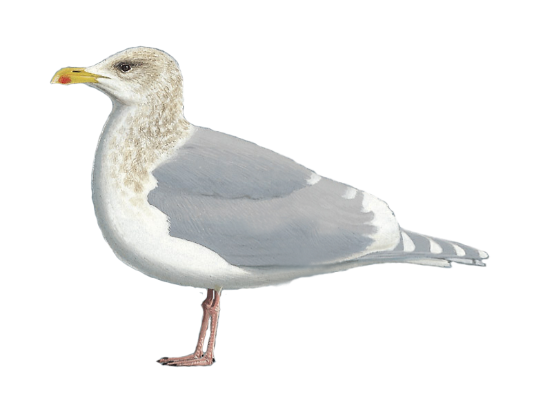 Details : Glaucous-winged Gull - BirdGuides