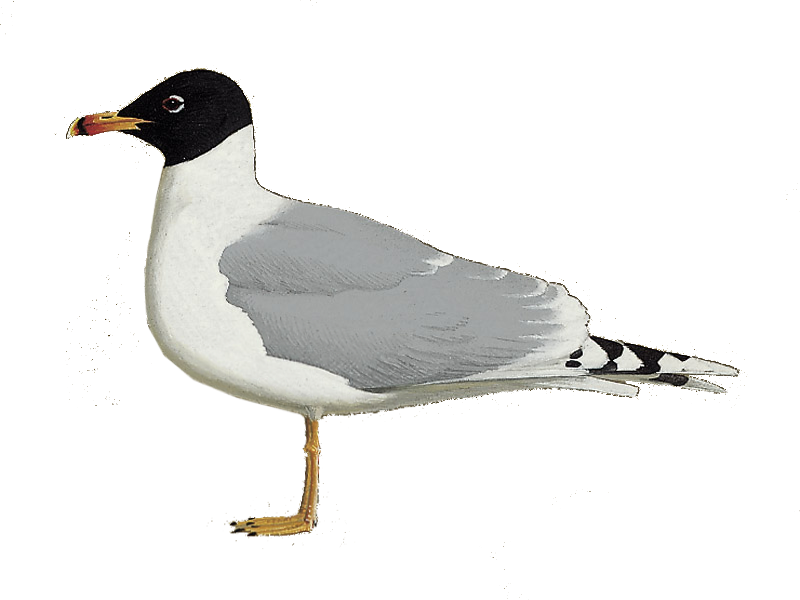 Details : Pallas's Gull - BirdGuides