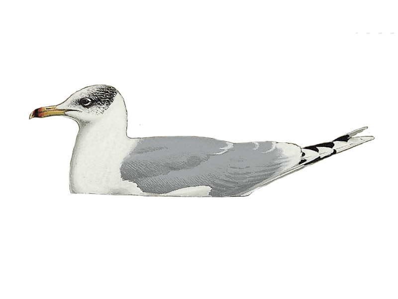 Details : Pallas's Gull - BirdGuides