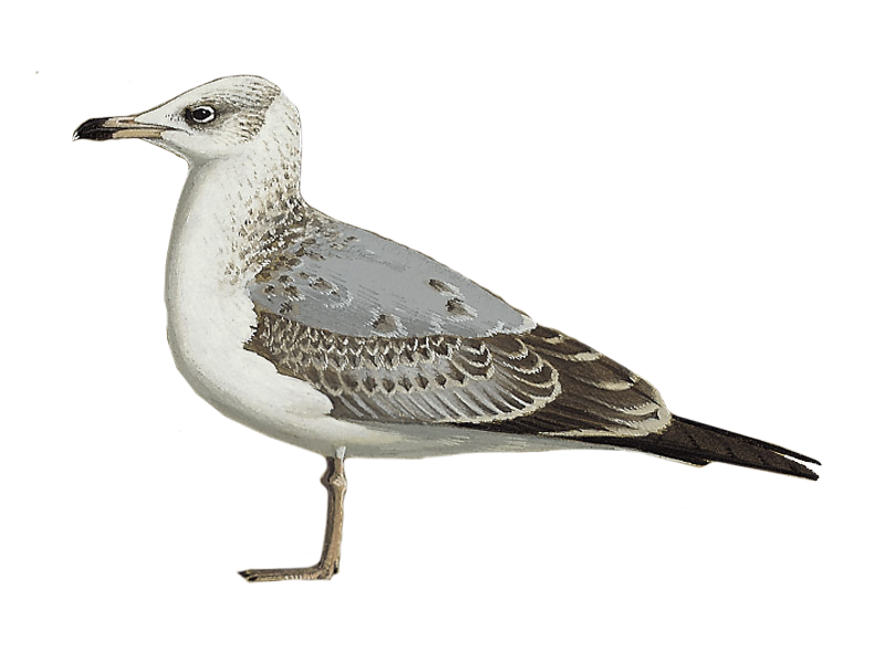 Details : Pallas's Gull - BirdGuides