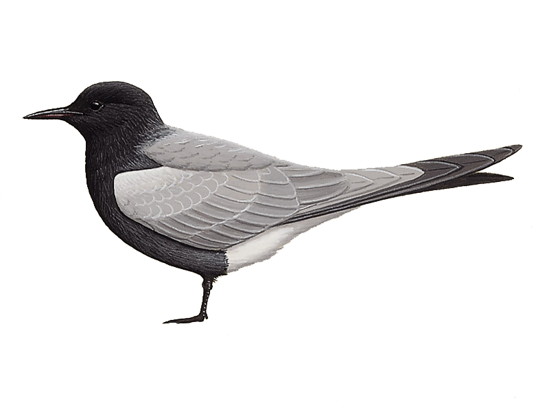 Details : Black Tern - BirdGuides
