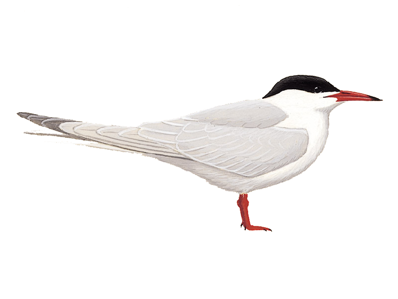 Details : Common Tern - BirdGuides