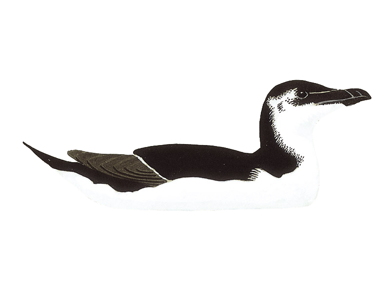 Details : Razorbill - BirdGuides