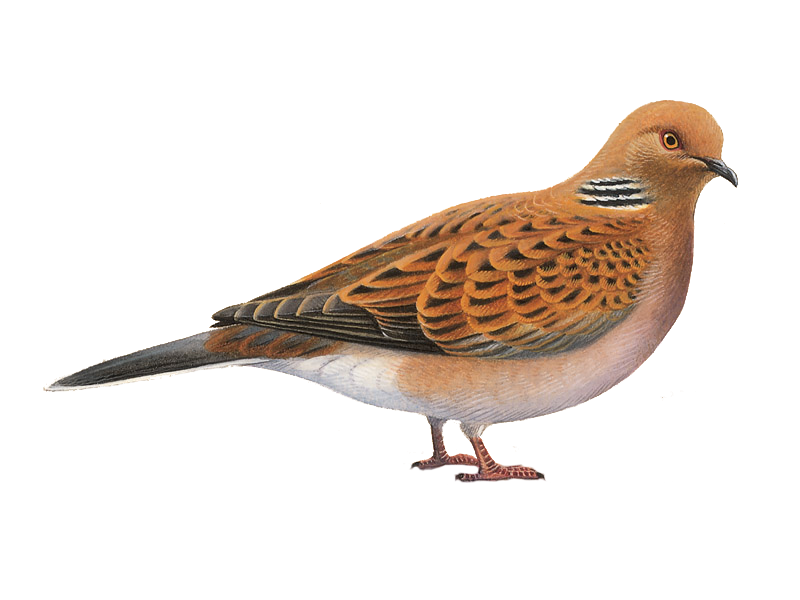 Details : European Turtle Dove - BirdGuides