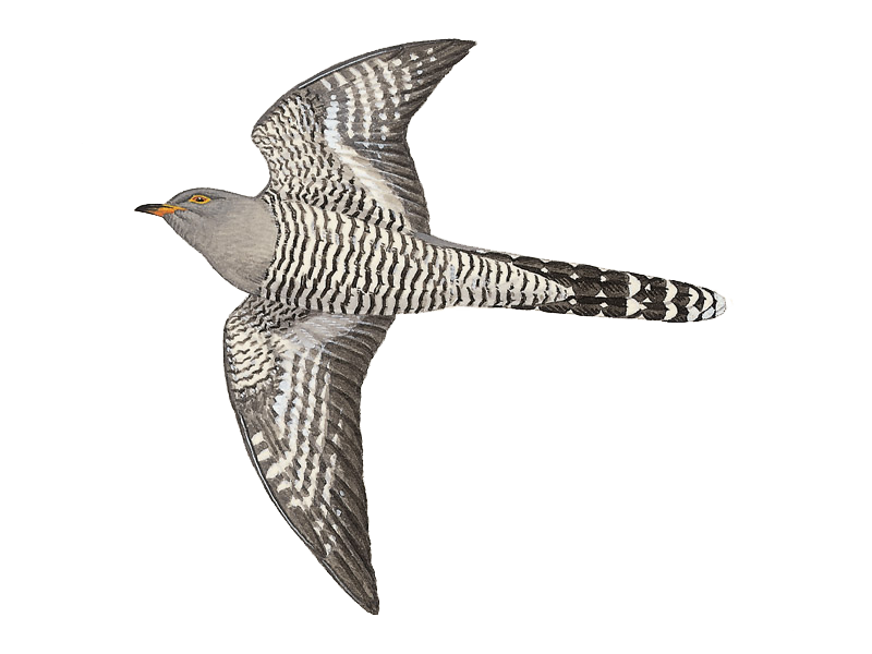 Details : Common Cuckoo - BirdGuides