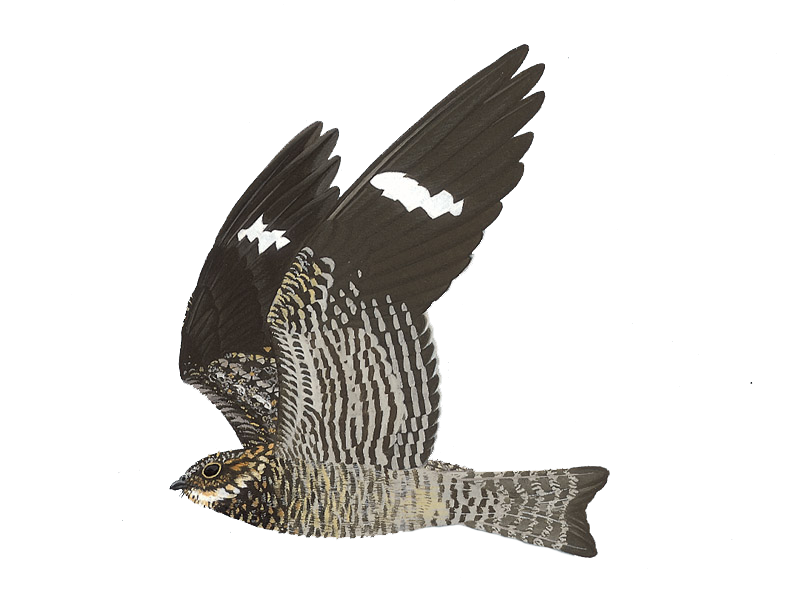 Details : Common Nighthawk - BirdGuides