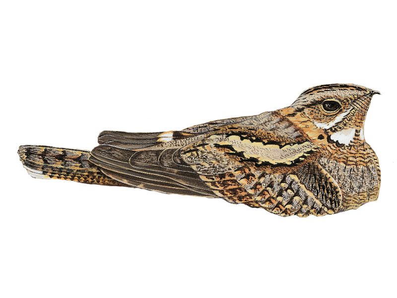 Details : Red-necked Nightjar - BirdGuides