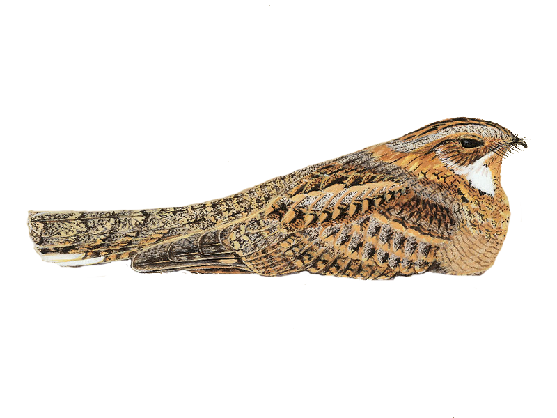 Details : Red-necked Nightjar - BirdGuides