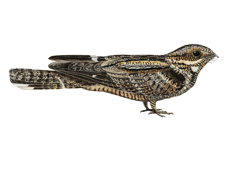 Details : European Nightjar - BirdGuides