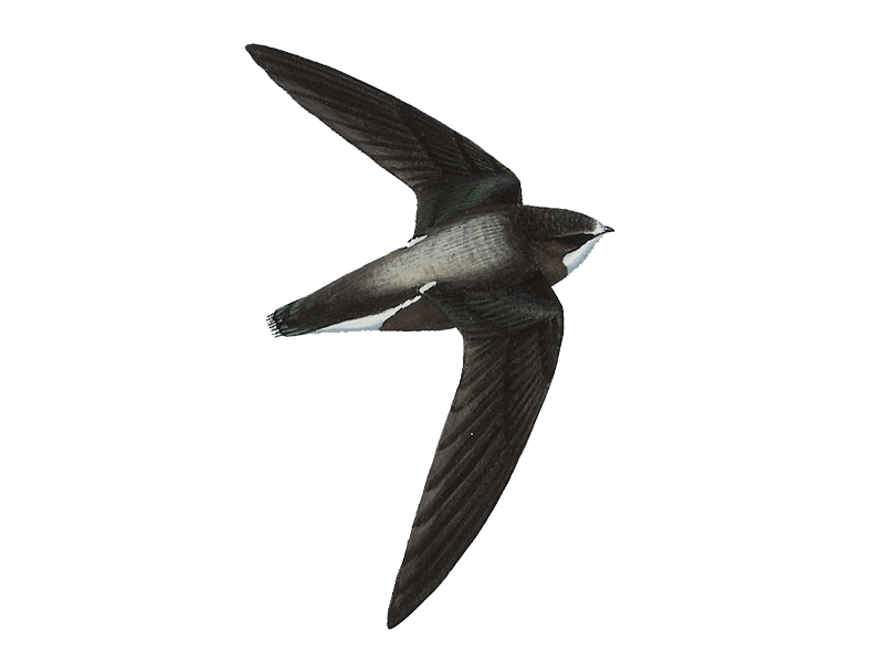Details : White-throated Needletail - BirdGuides