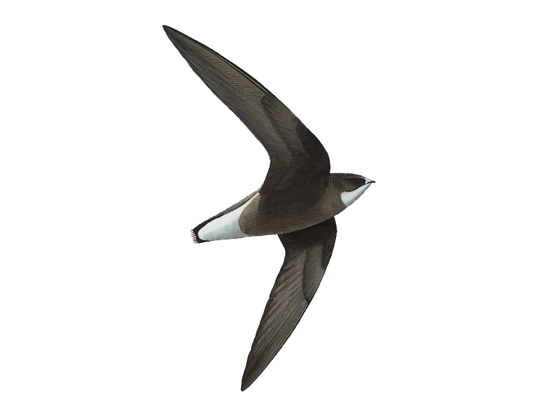 Details : White-throated Needletail - BirdGuides