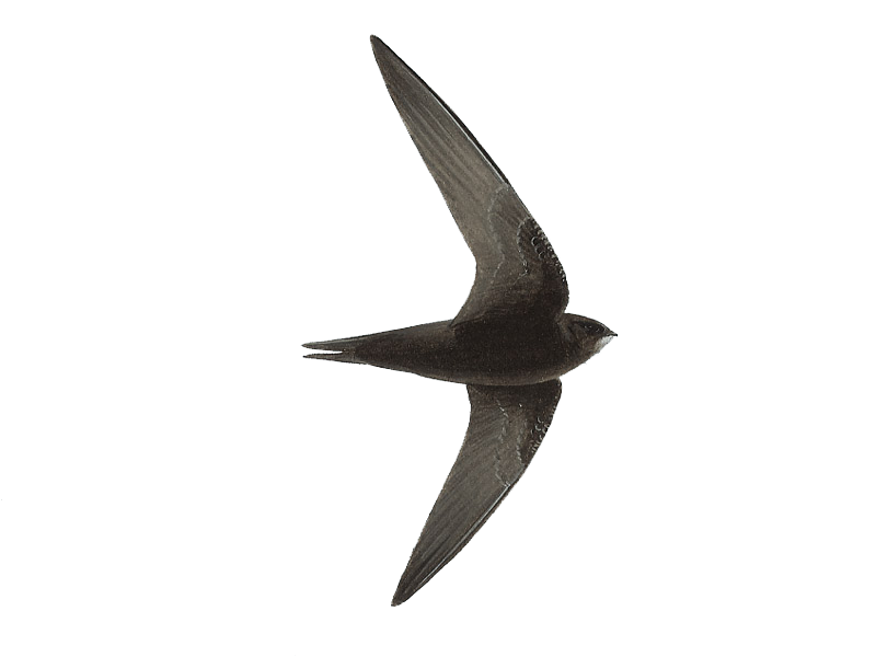 Details : Common Swift - BirdGuides