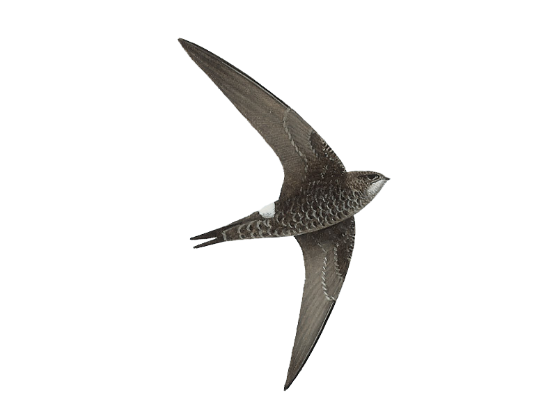 Details : Pacific Swift - BirdGuides