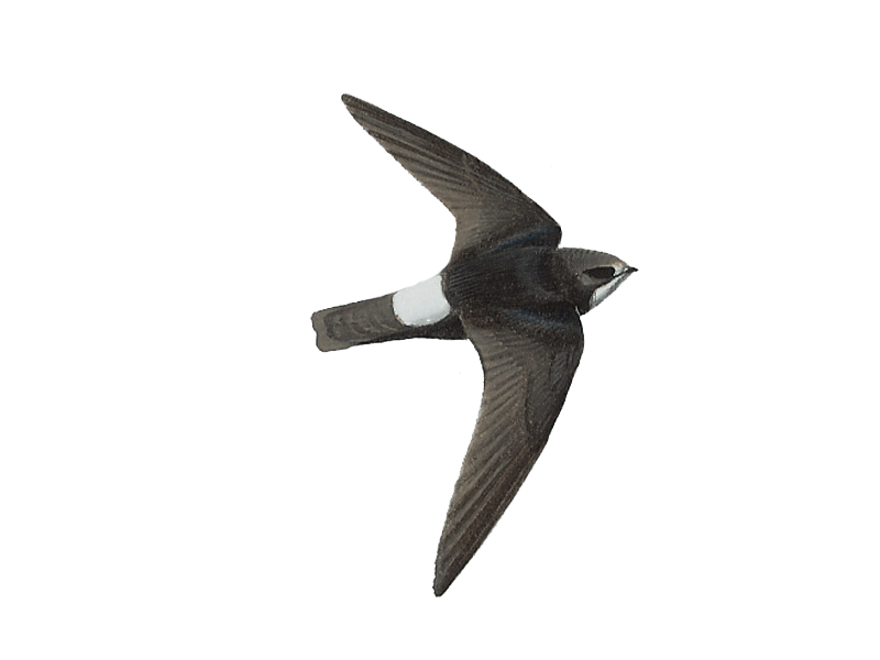 Details : Little Swift - BirdGuides