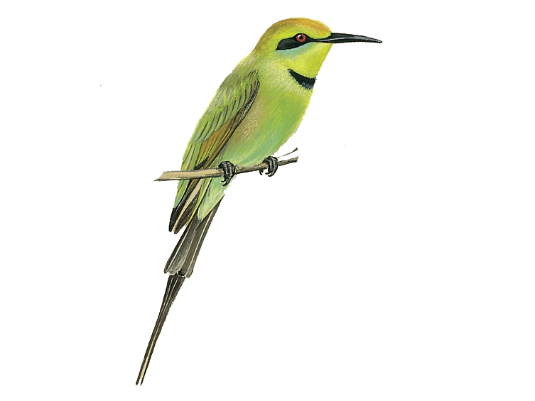 Details : African Green Bee-eater - BirdGuides