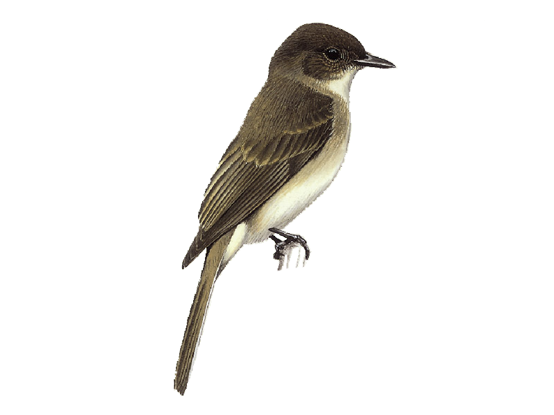 Details : Eastern Phoebe - BirdGuides