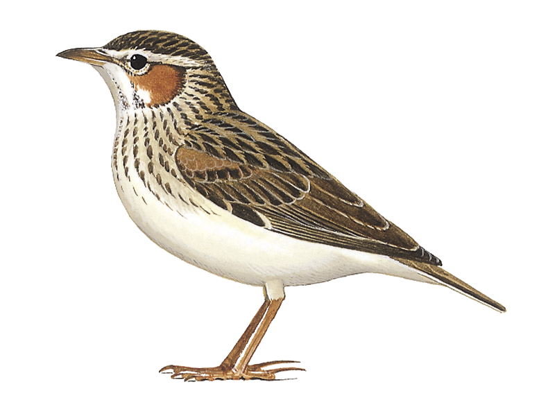 Details : Woodlark - BirdGuides